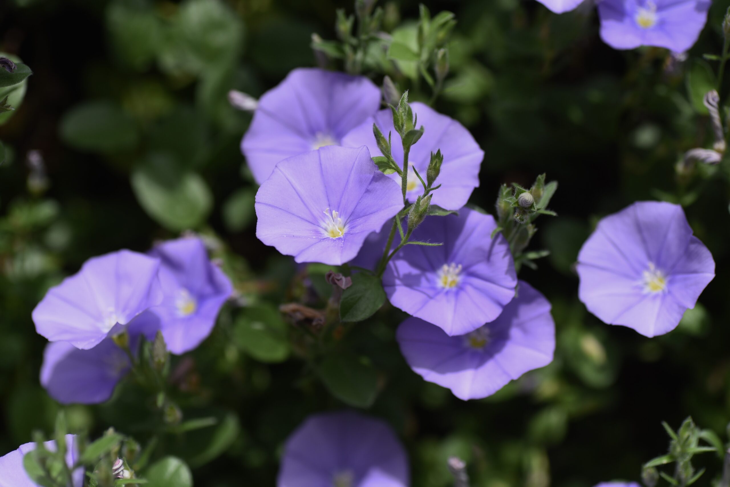 7 of the best cascading plants for your home | Better Homes and Gardens