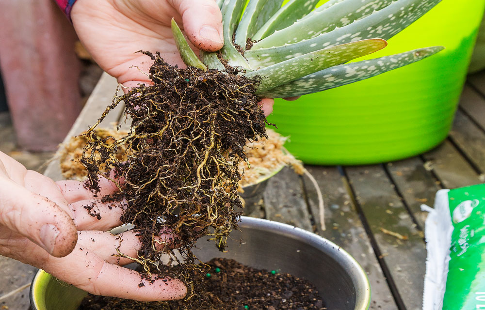 How to make a kokedama | Better Homes and Gardens