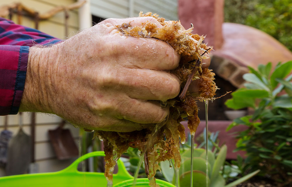 How to make a kokedama | Better Homes and Gardens
