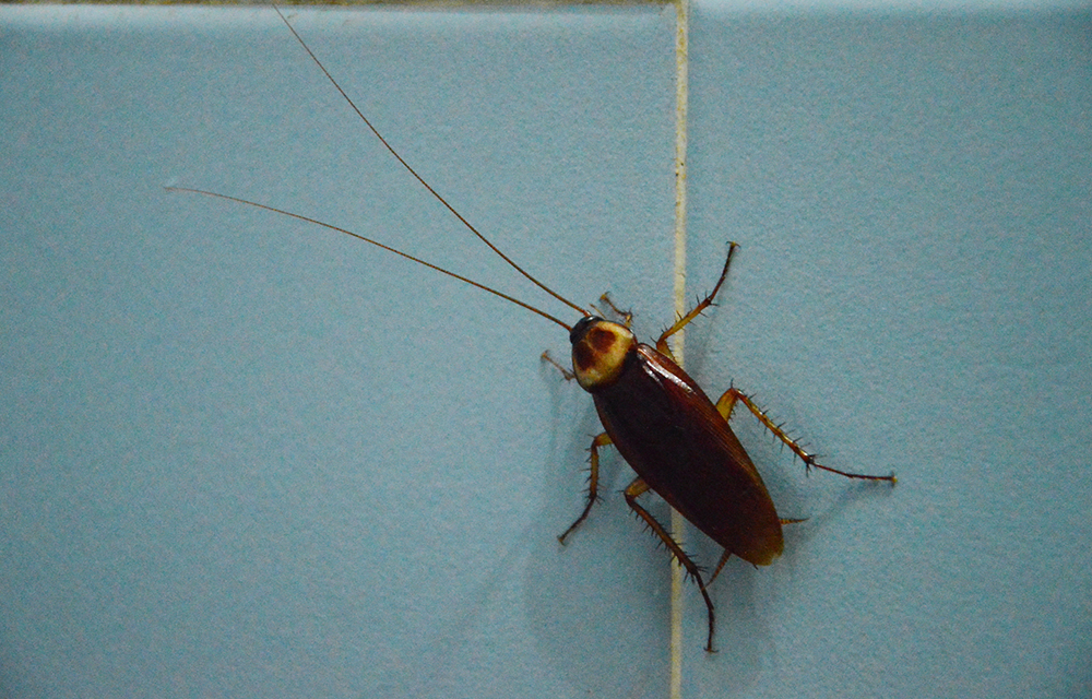 Four common house pests and how to get rid of them | Better Homes and ...