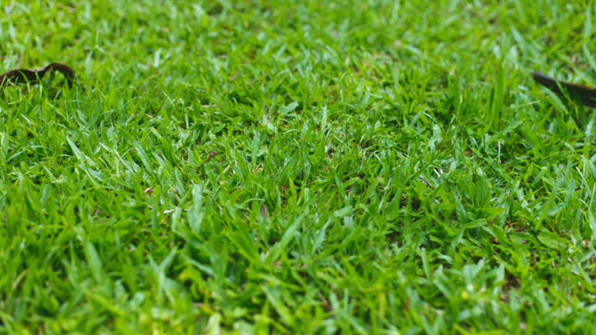 How to choose the right lawn for your home | Better Homes and Gardens