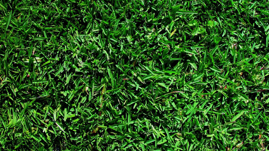 How to choose the right lawn for your home | Better Homes and Gardens