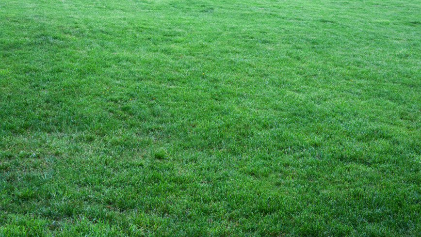How to choose the right lawn for your home | Better Homes and Gardens