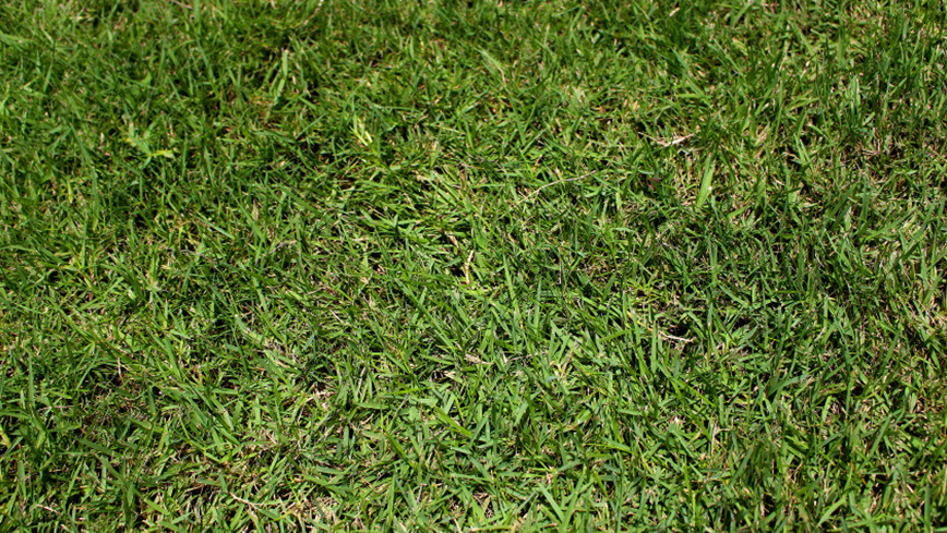 How to choose the right lawn for your home | Better Homes and Gardens