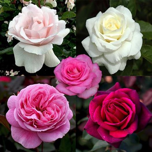 9 ripper roses to revamp your garden | Better Homes and Gardens