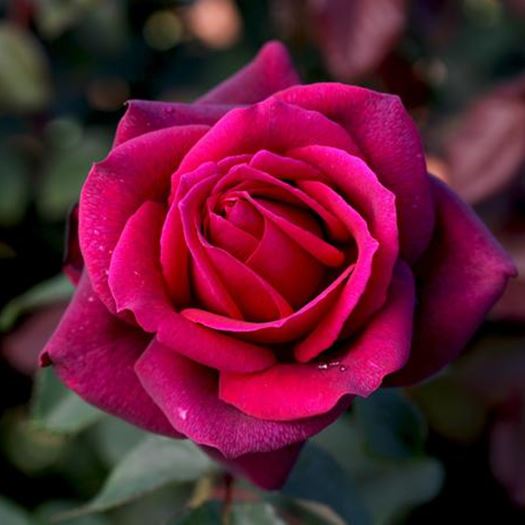 9 ripper roses to revamp your garden | Better Homes and Gardens