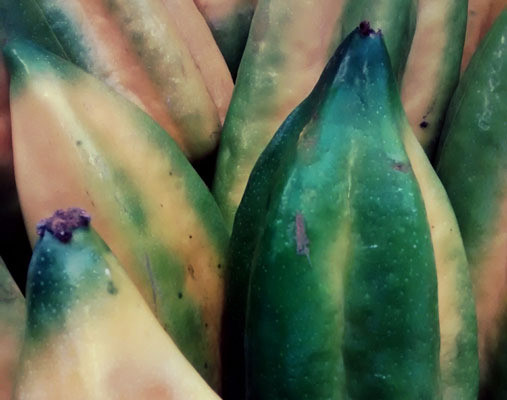 A taste of the tropics | Better Homes and Gardens