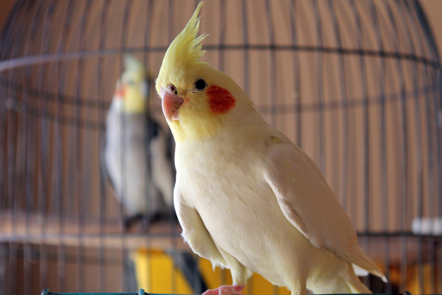 8 common bird behaviours and what they mean | Better Homes and Gardens