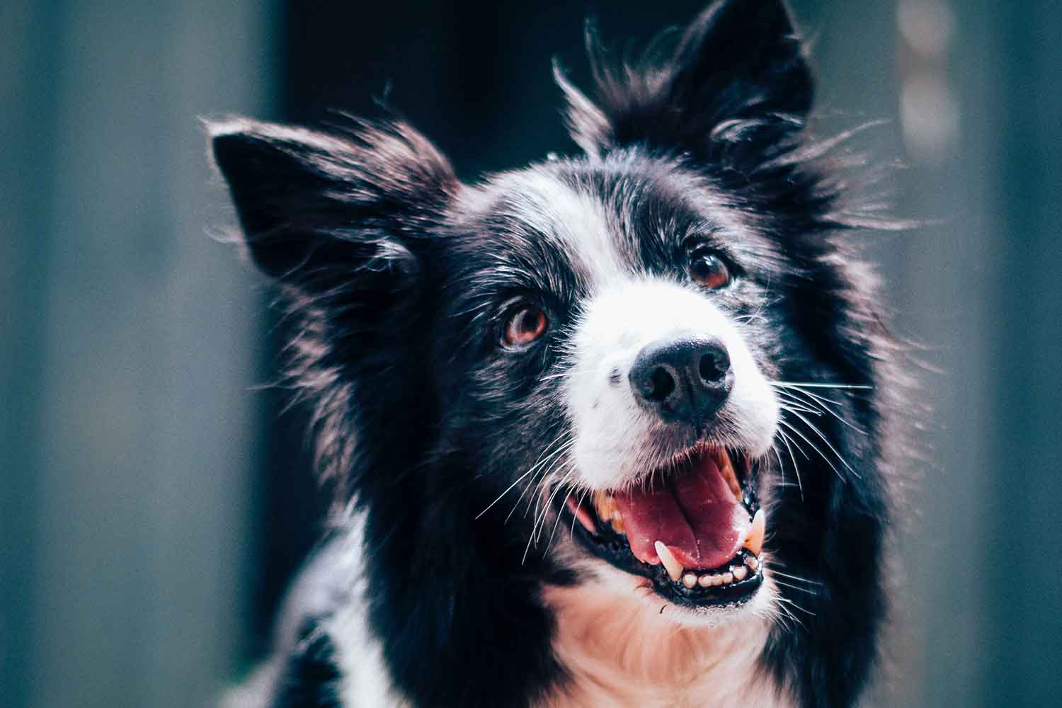 Why do human talk to animals | Better Homes and Gardens