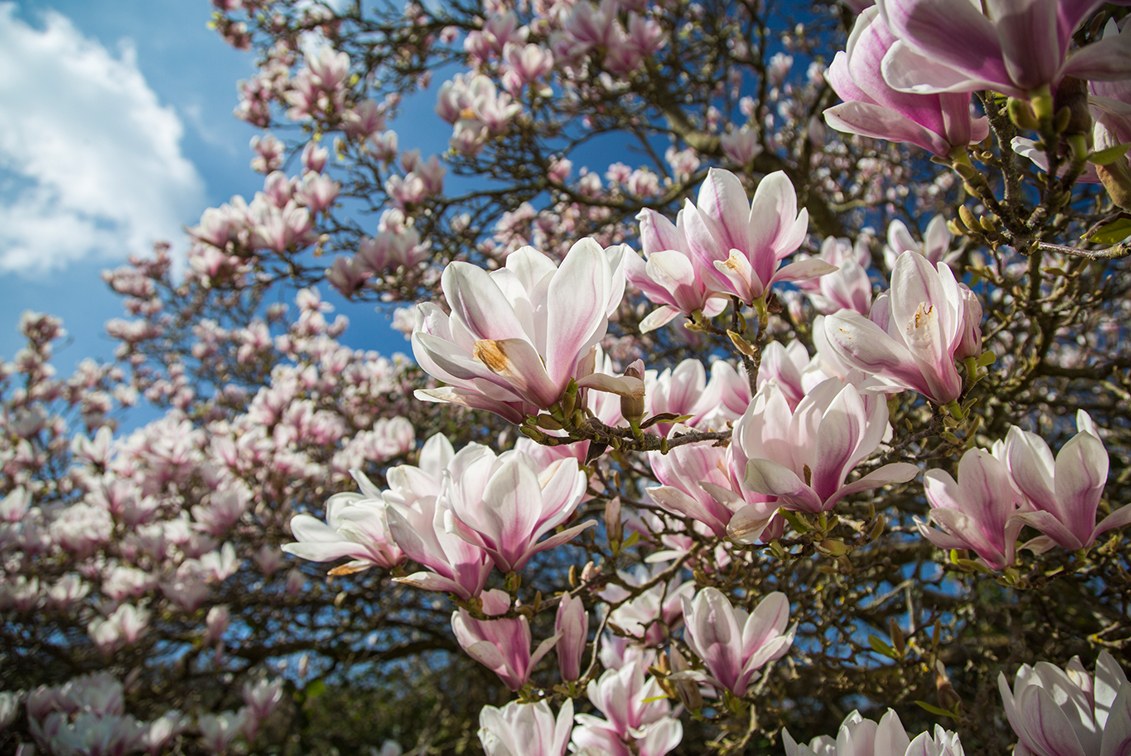 Trees that provide great shade in the summer | Better Homes and Gardens
