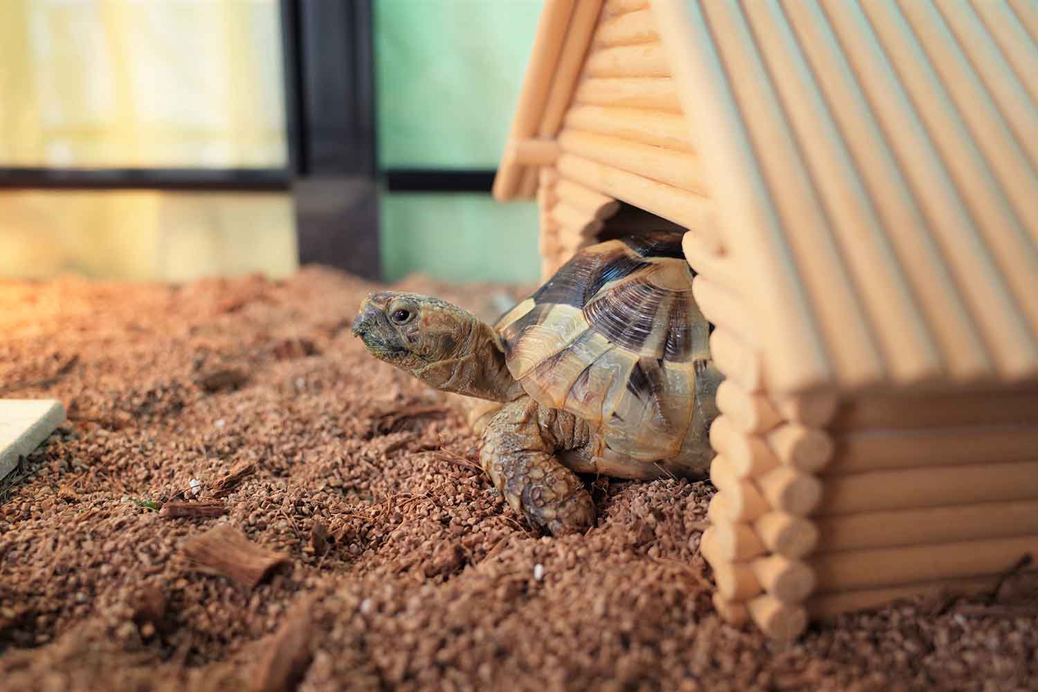 What you should know before buying a pet penny turtle | Better Homes ...
