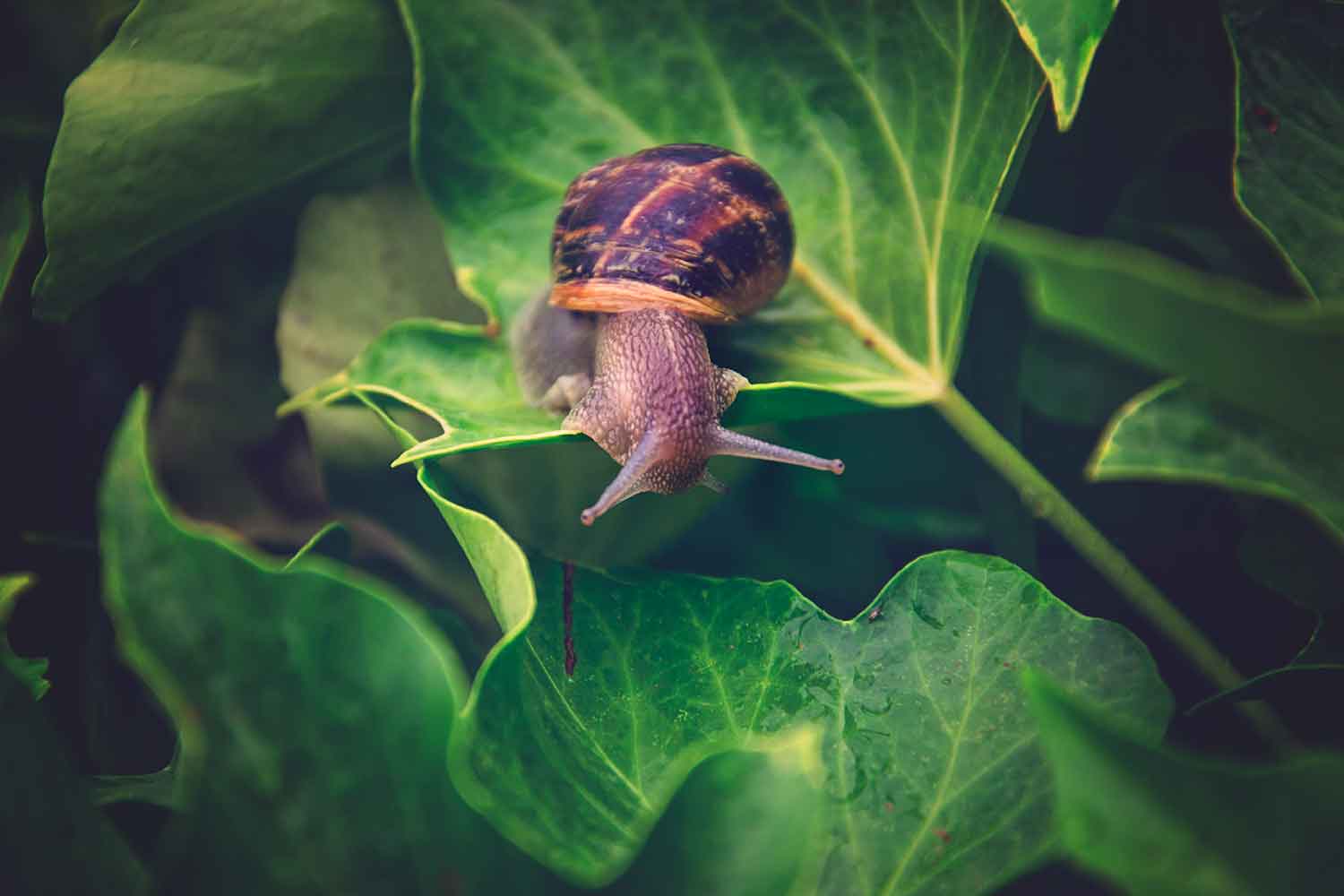 How to make a simple snail trap | Better Homes and Gardens