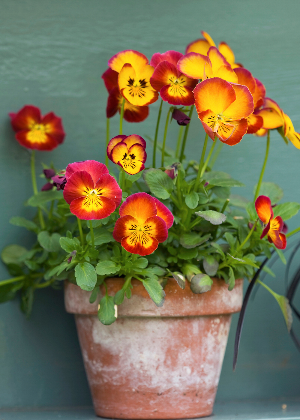 Five DIY projects to spruce up your terracotta pots | Better Homes and ...