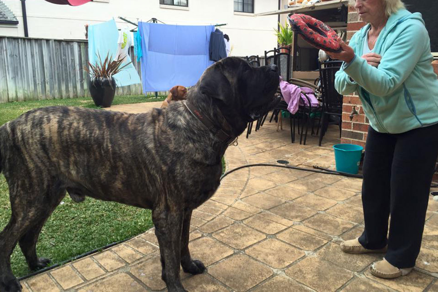 Australia's biggest dog | Better Homes and Gardens