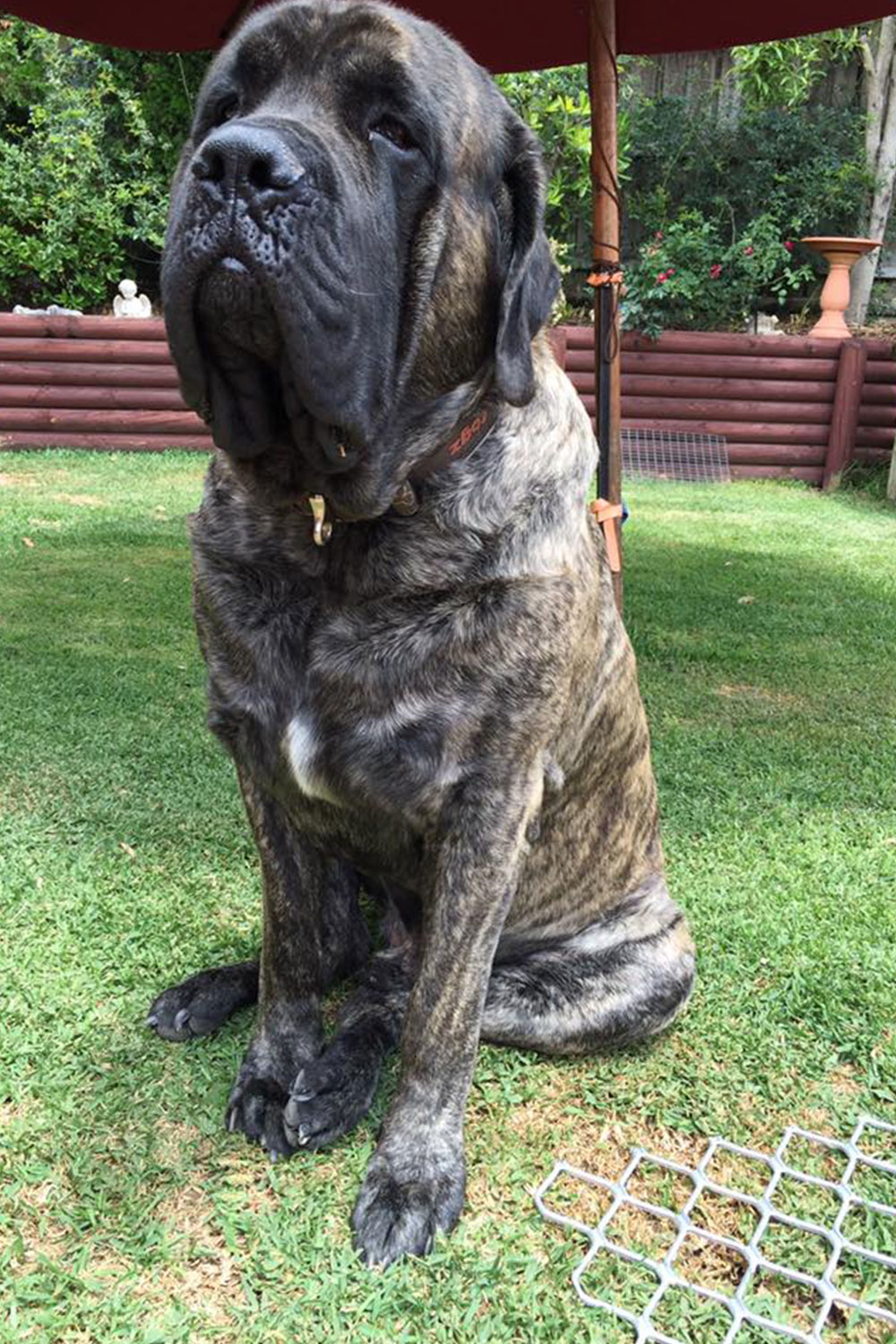 Australia's biggest dog | Better Homes and Gardens