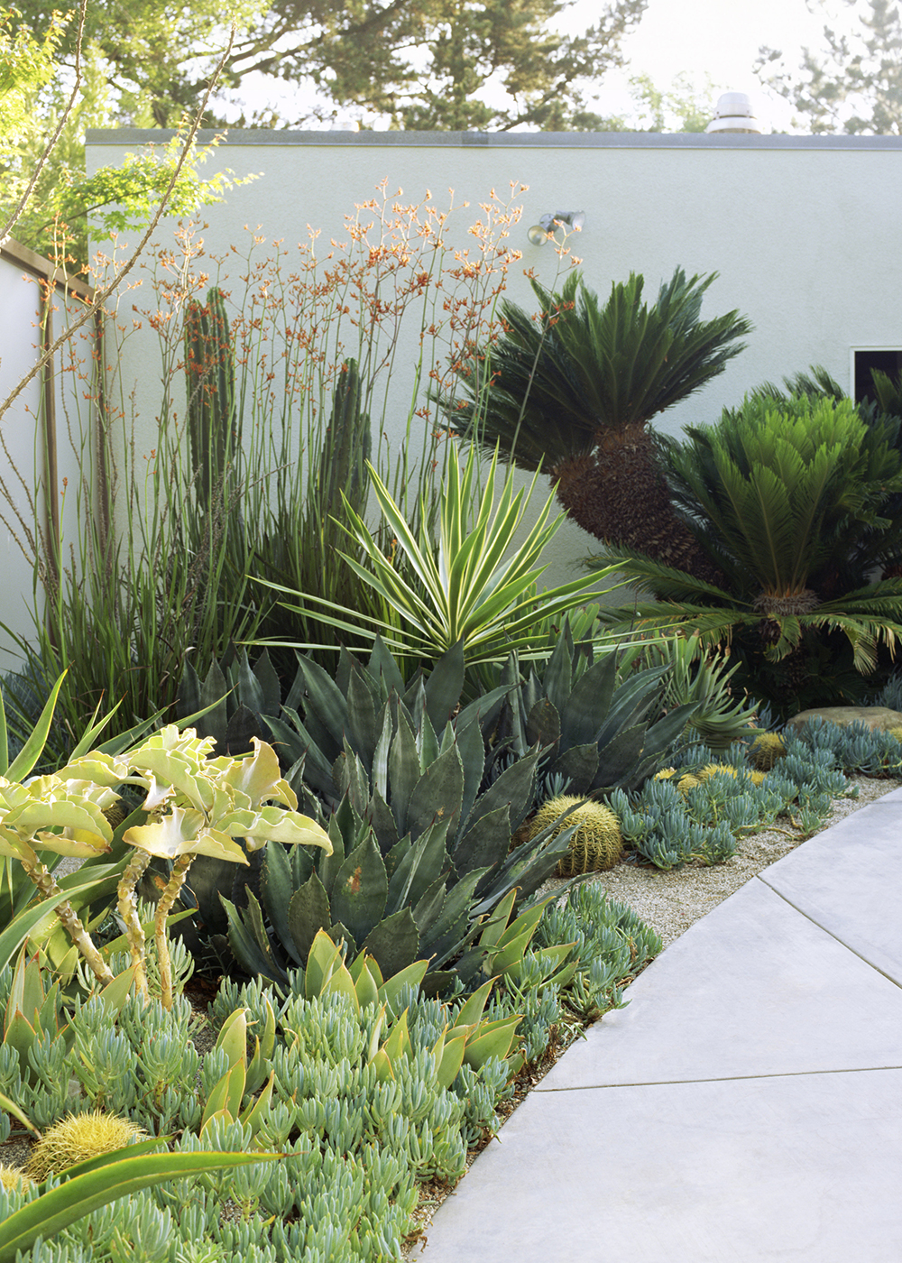 How to grow succulents: A beginner's guide | Better Homes and Gardens