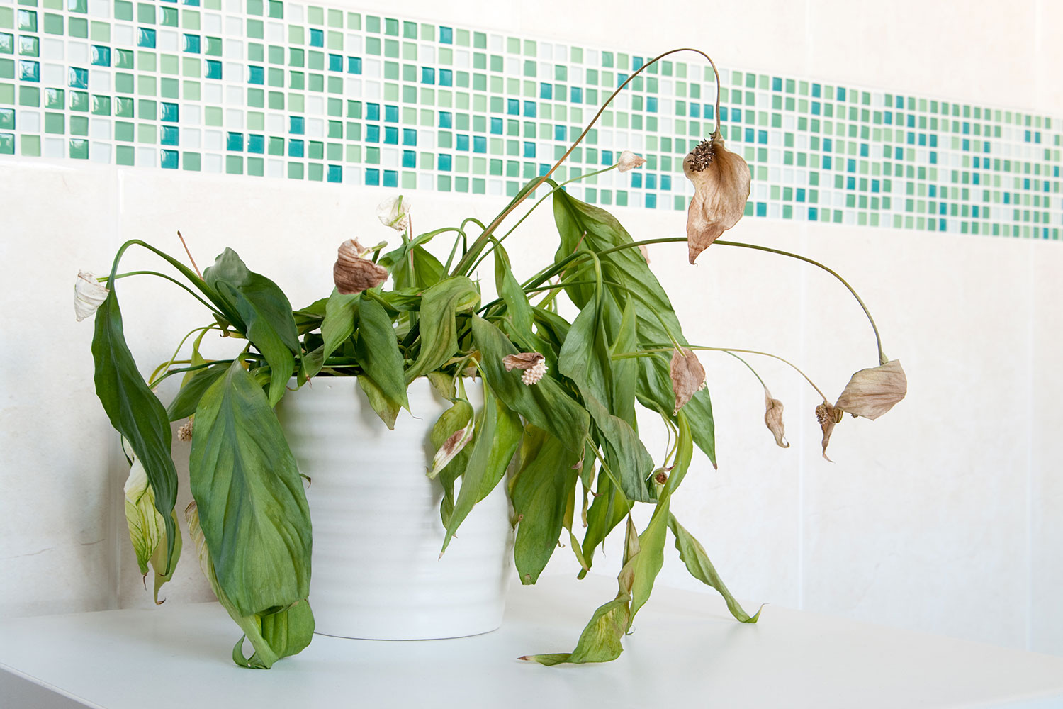 This is what happens when a plant is bullied for 30 days | Better Homes ...