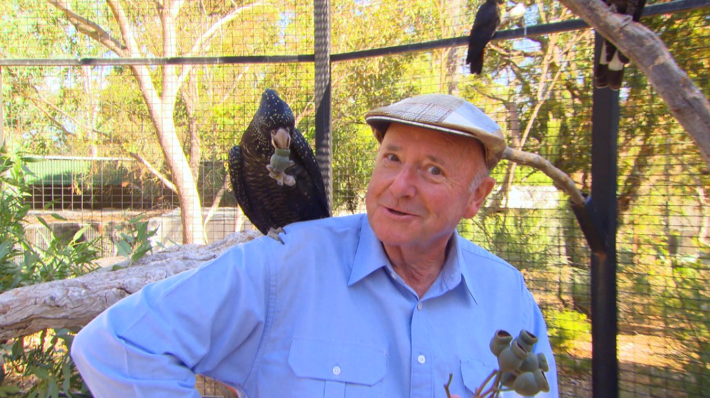 Endangered black cockatoo, Kaarakin | Better Homes and Gardens