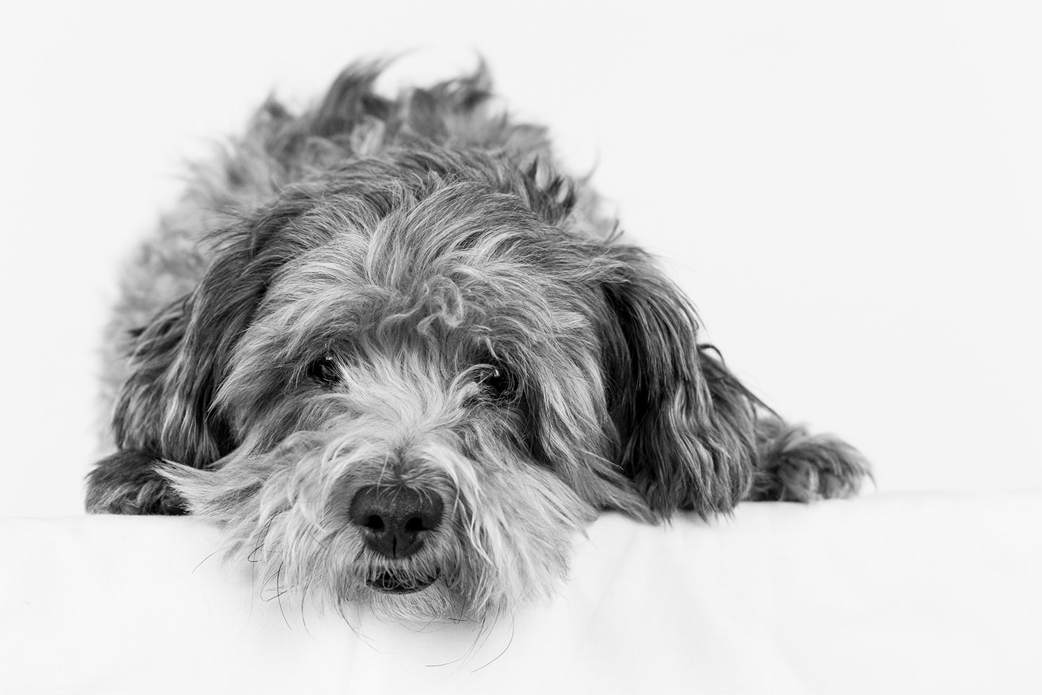 Australia's most popular dog breed has been revealed | Better Homes and ...