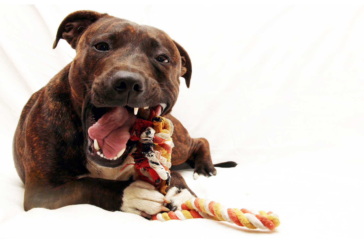 Australia's most popular dog breed has been revealed | Better Homes and ...
