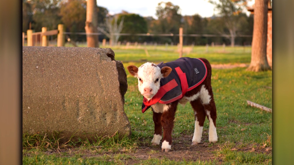 Dr Harry house call: Chilli the tiny bull | Better Homes and Gardens