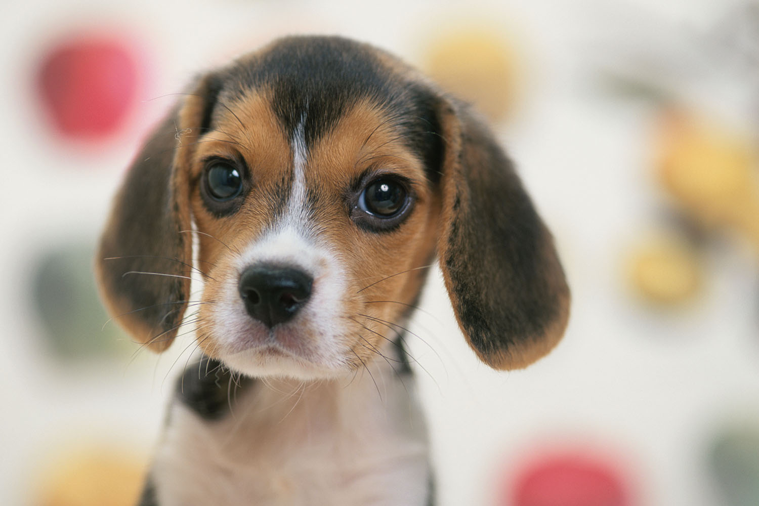 These are the best dog breeds for families with kids | Better Homes and ...