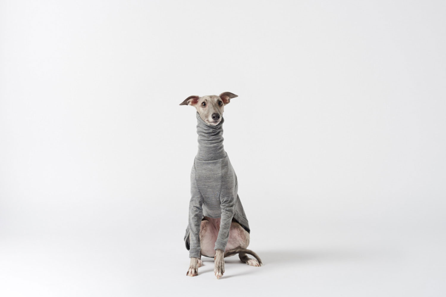 New Melbourne fashion brand makes dog jumpers for whippets | Better ...