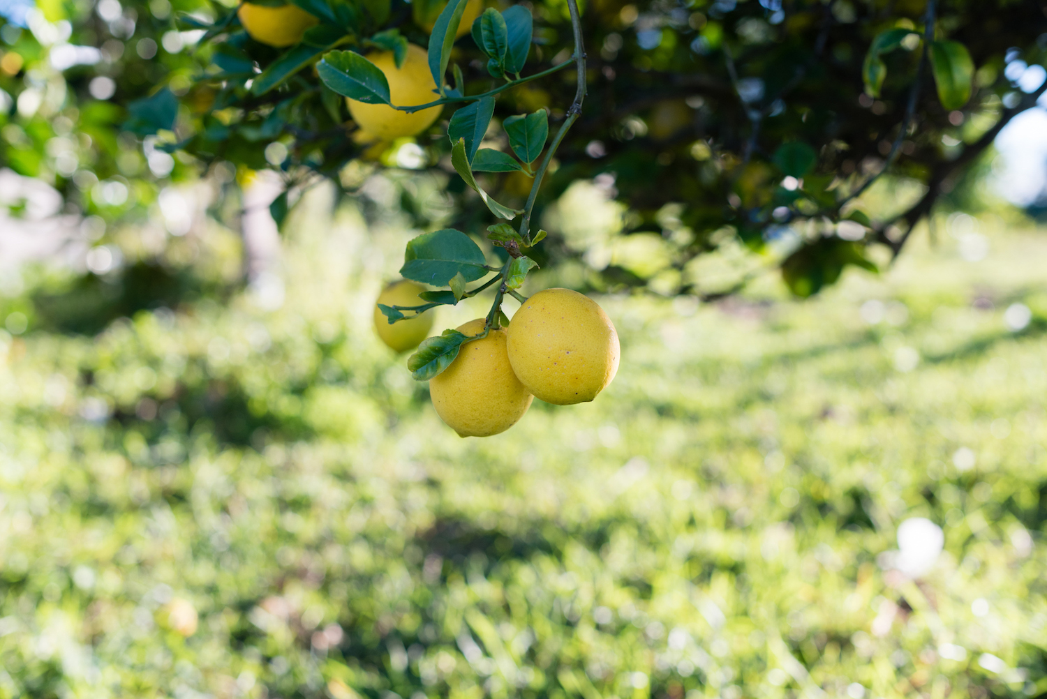 Growing lemon trees: how to plant and grow lemons | Better Homes and ...