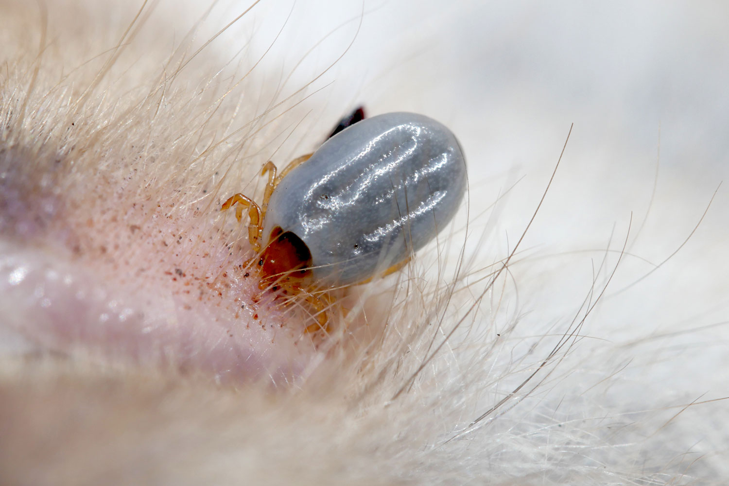 How to protect your cat or dog from getting bitten by ticks | Better ...