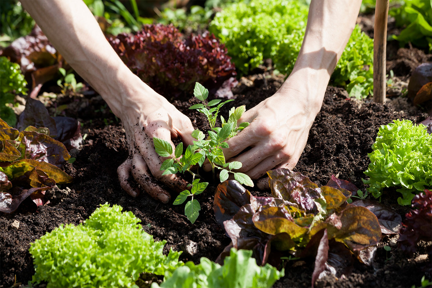 Fastest Growing Vegetables from Herbs Guide | Better Homes and Gardens