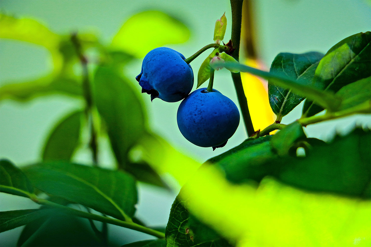 How do you grow blueberries in a pot | Better Homes and Gardens