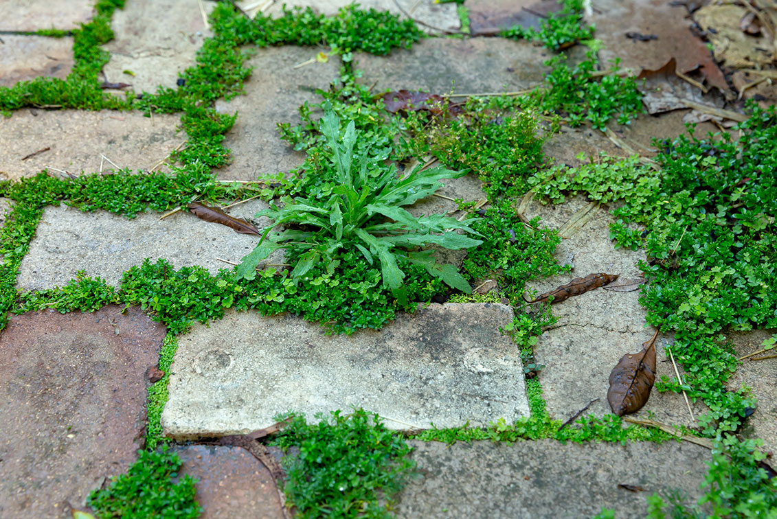 Weed Control: Prevent, Detect, Eradicate | Better Homes and Gardens