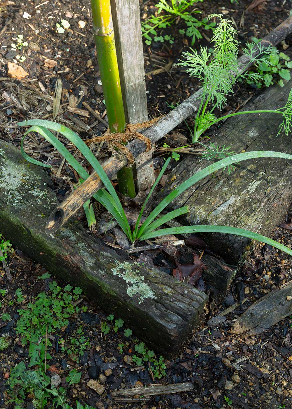 Weed Control: Prevent, Detect, Eradicate | Better Homes and Gardens