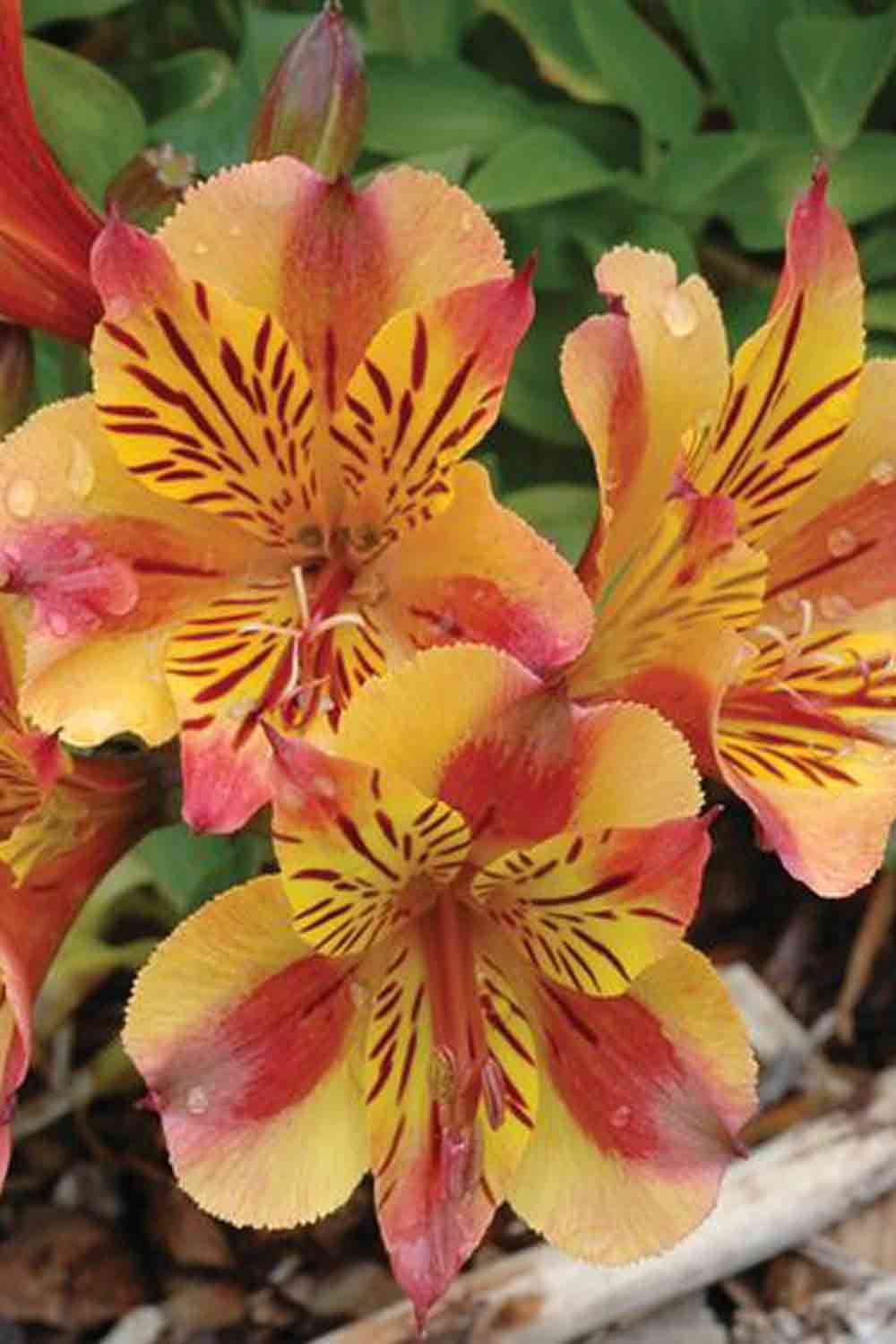 How to pot up colourful and fragrant Alstroemerias at home | Better ...