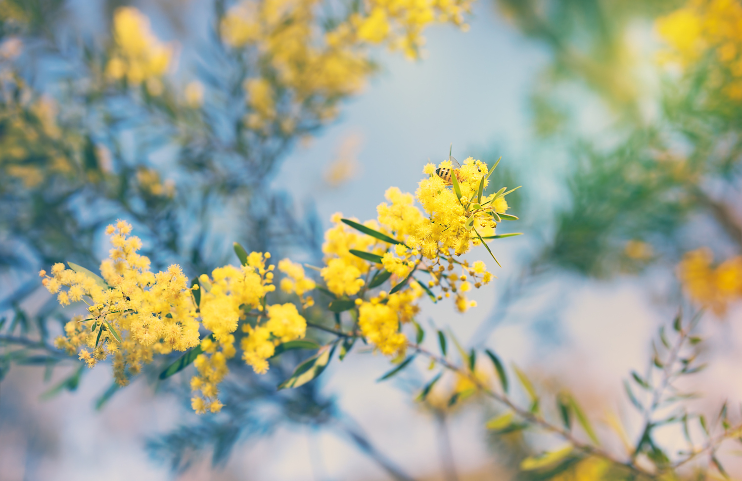 The Ultimate Guide To Australian Native Flowers | Better Homes and Gardens