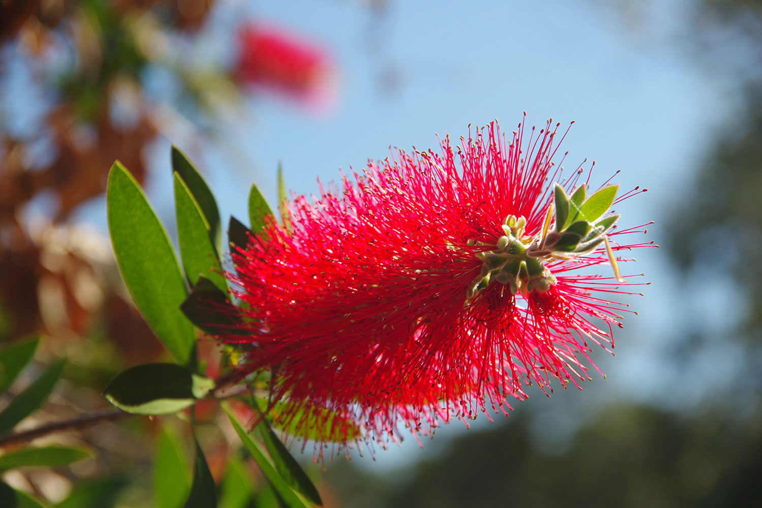 Australian native plants: the essential guide | Better Homes and Gardens