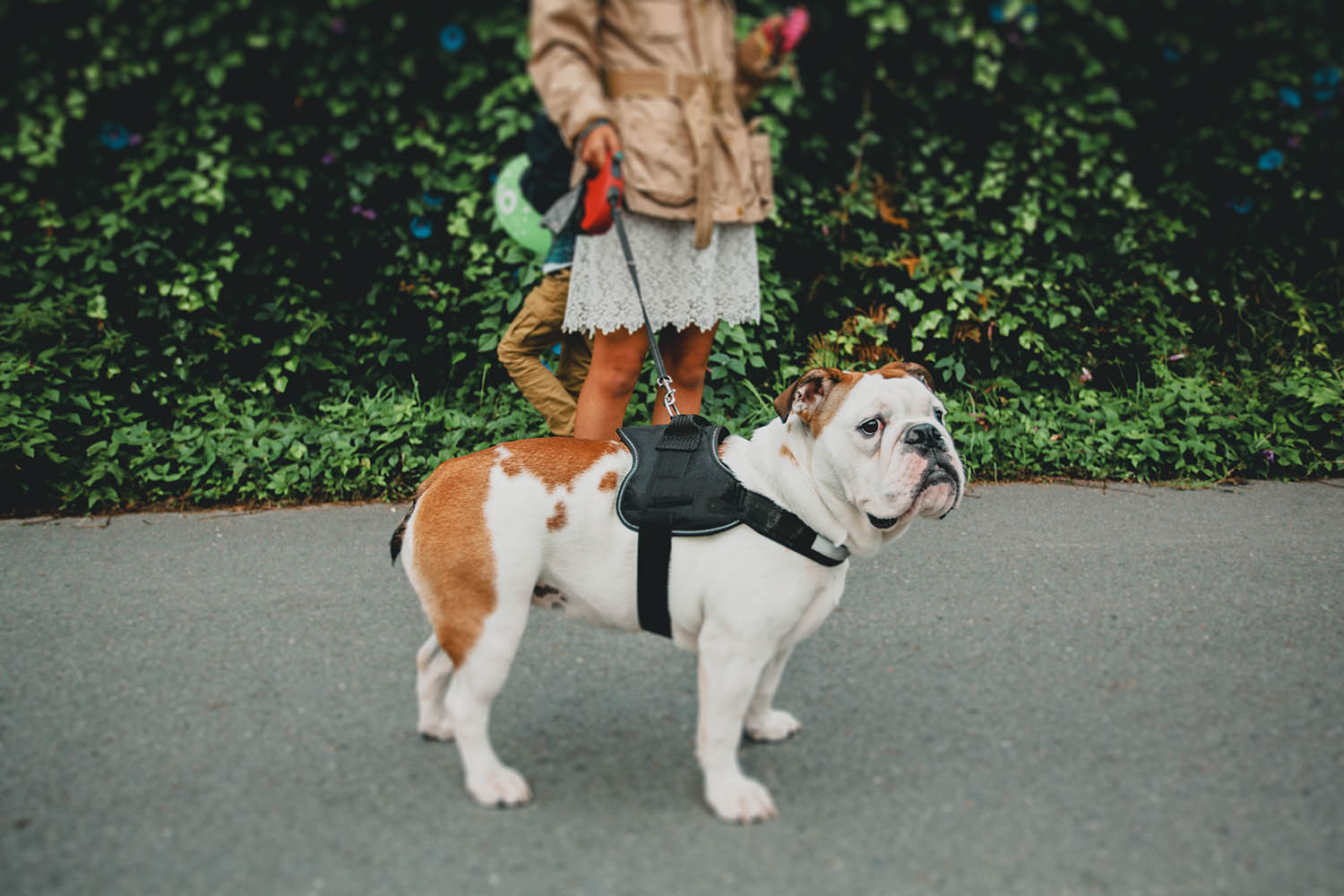 5 easy swaps to make your pet more eco-friendly | Better Homes and Gardens