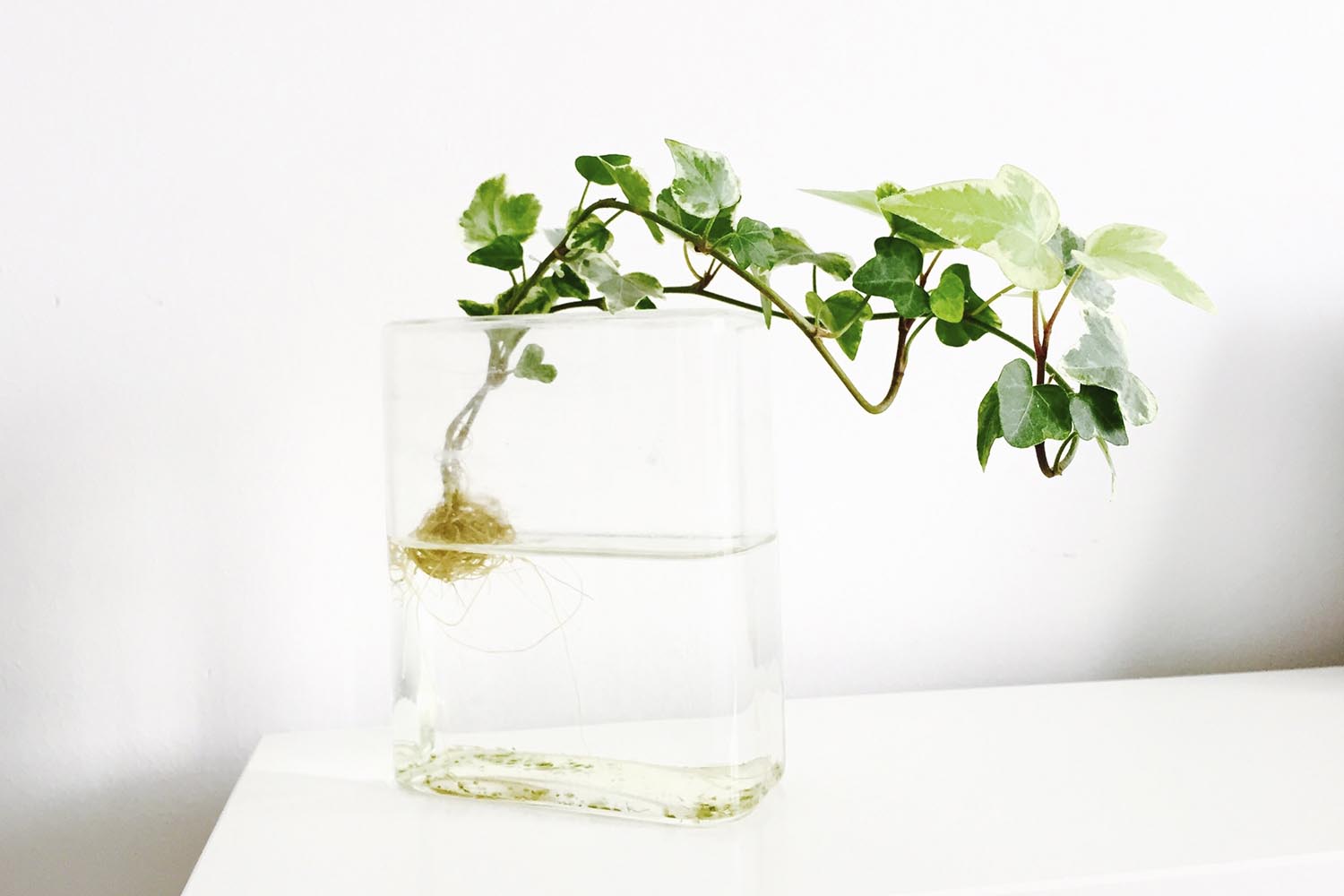 How to grow plants in water in 5 easy steps | Better Homes and Gardens