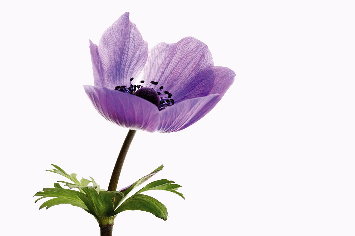 30 flowers and their surprising meanings | Better Homes and Gardens