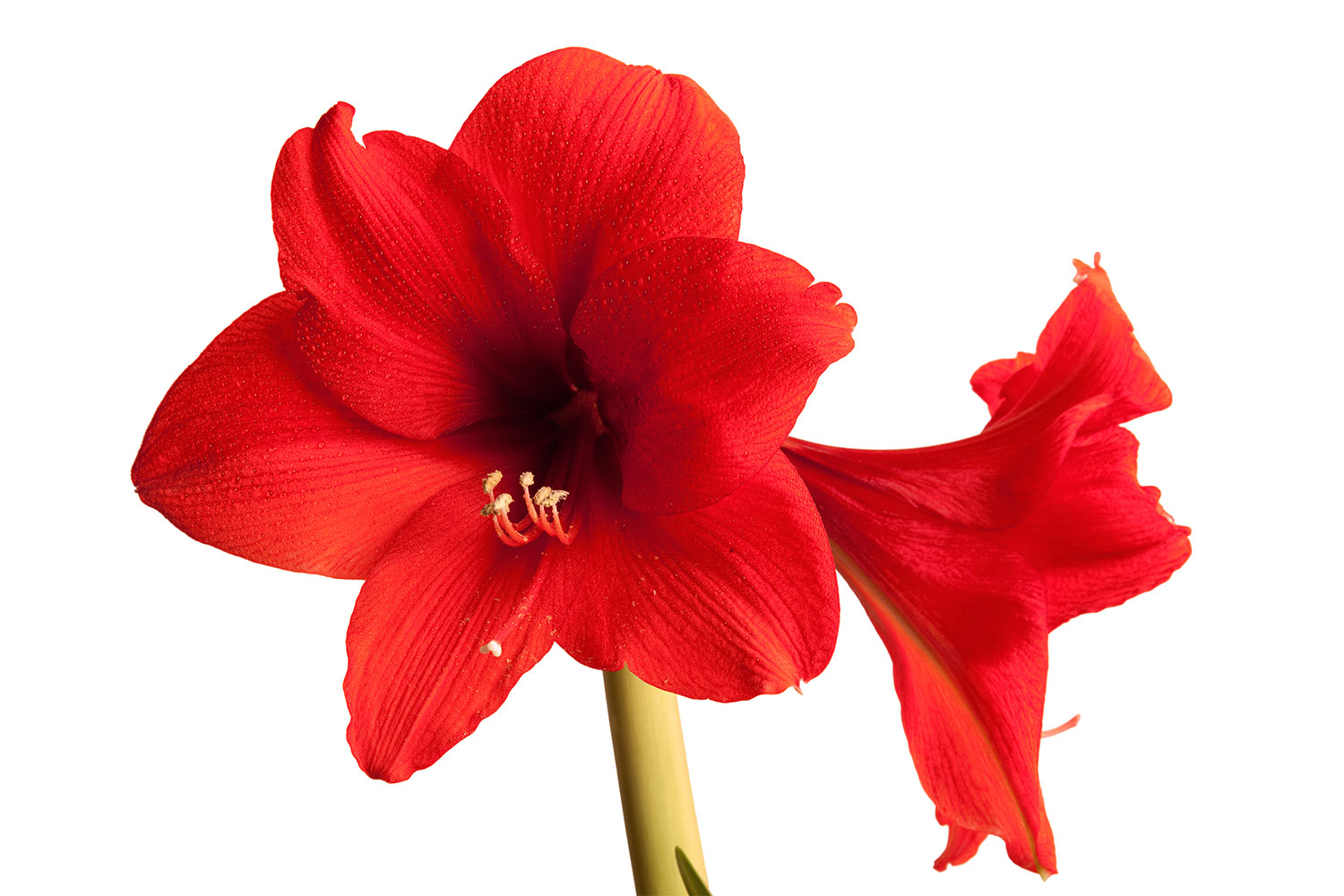 30 flowers and their surprising meanings | Better Homes and Gardens