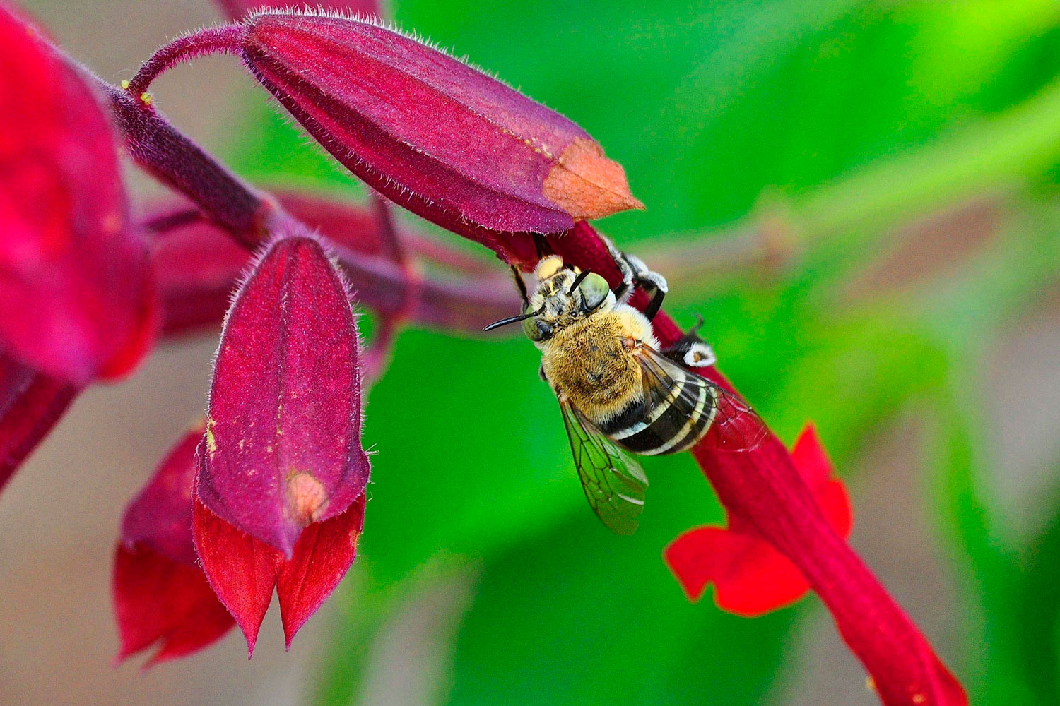 This is what will happen to your garden without bees | Better Homes and ...
