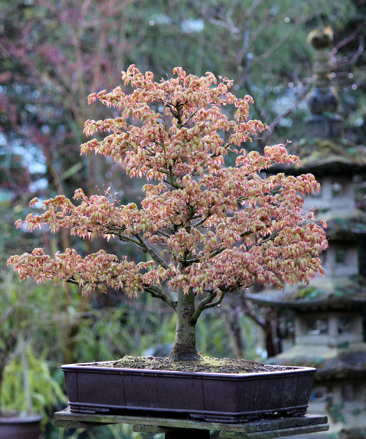 11 beautiful varieties of Japanese maple trees | Better Homes and Gardens