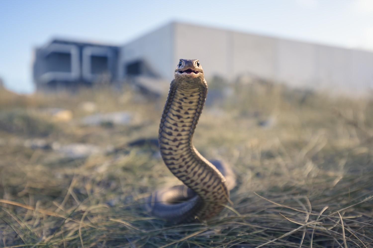 Snake Repellent: How To Keep Your Home Snake Free | Better Homes and ...