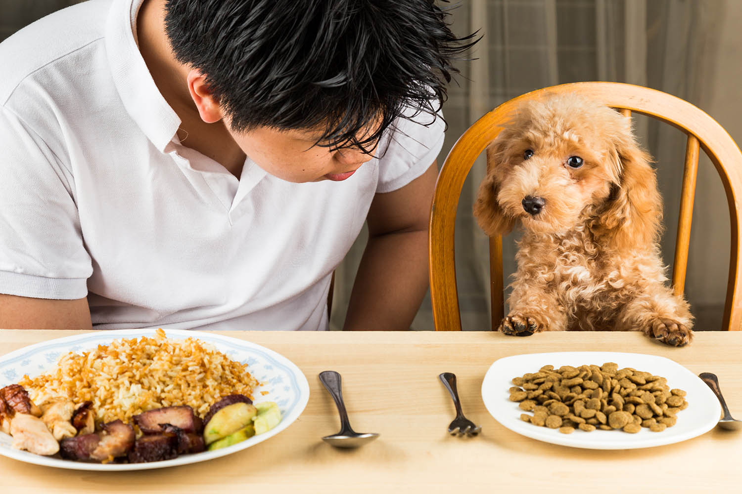 How to introduce a new puppy to kids and other pets | Better Homes and ...