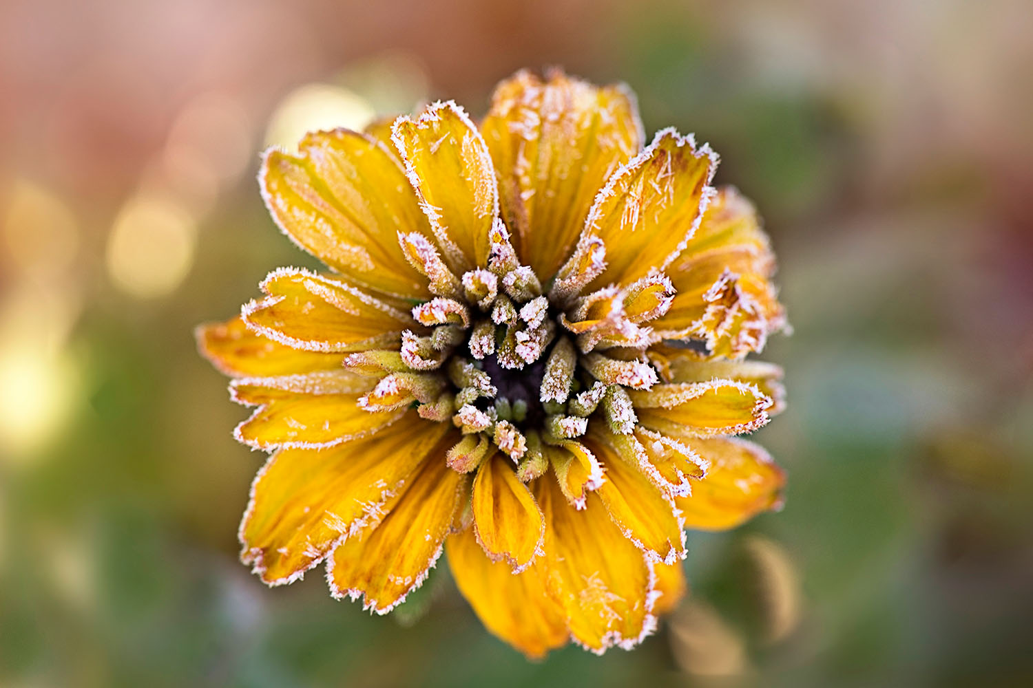 How to prepare your garden for spring | Better Homes and Gardens