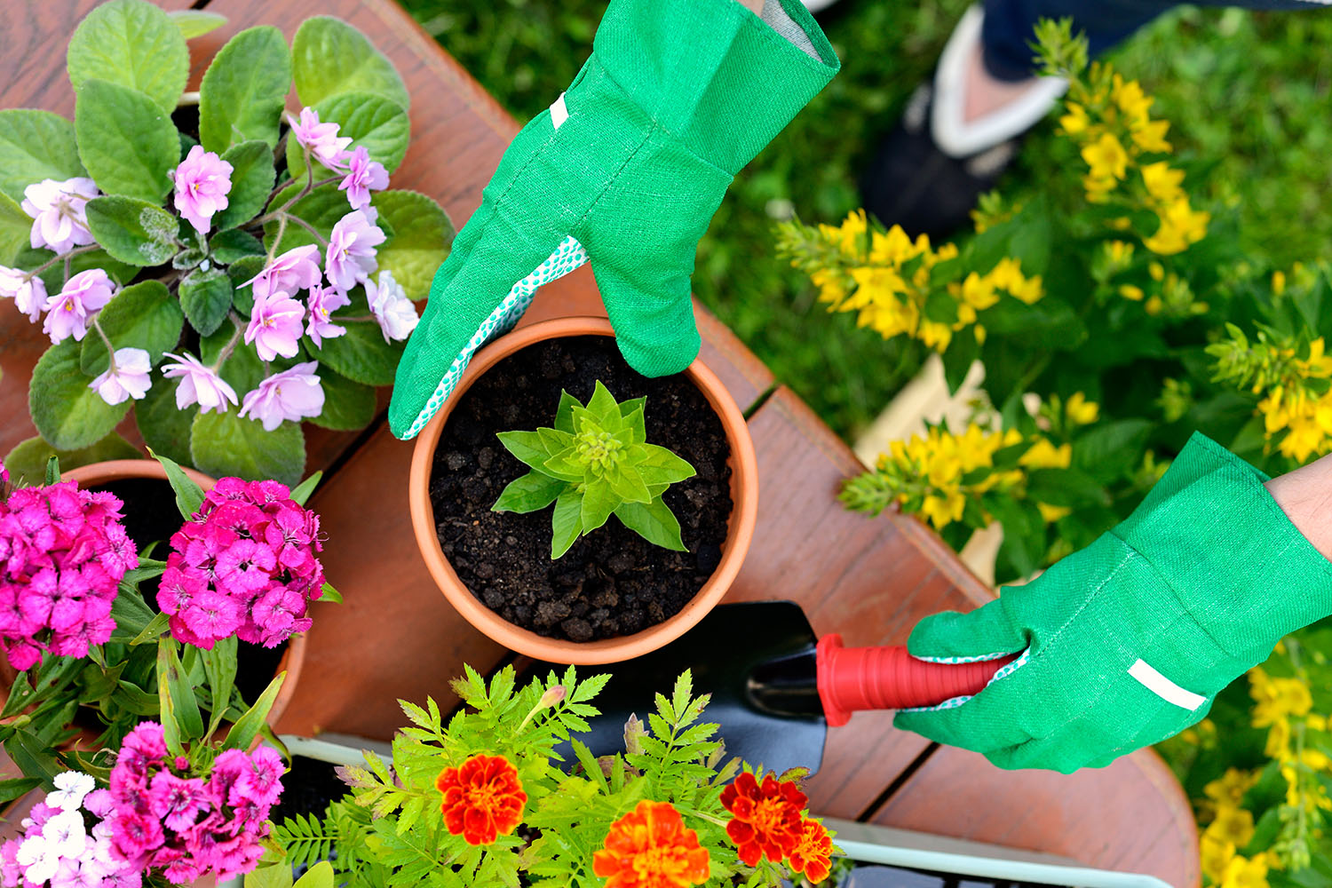 How to know when your plant needs to be re-potted | Better Homes and ...