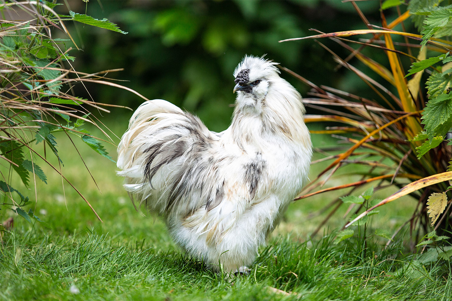 Everything you need to know about pet chickens | Better Homes and Gardens