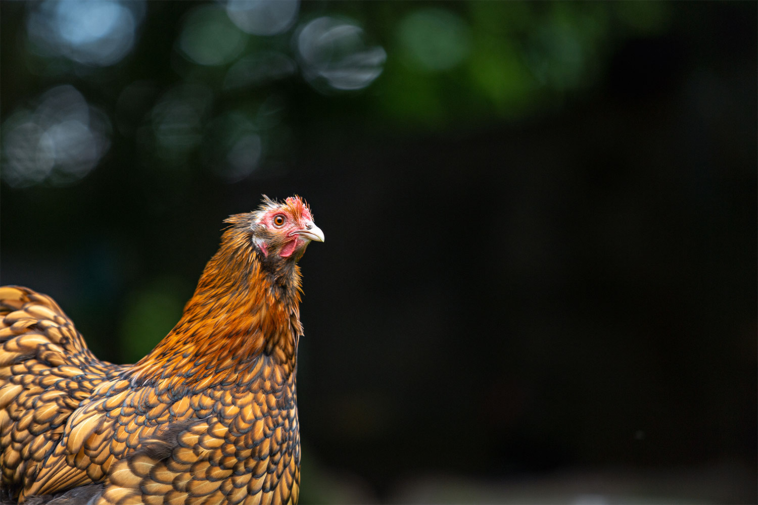 Everything you need to know about pet chickens | Better Homes and Gardens