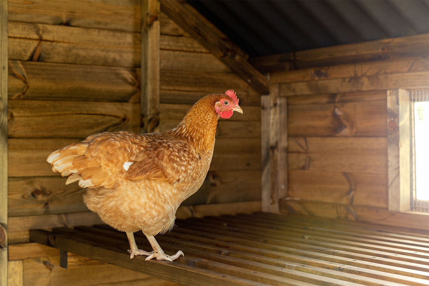 Everything you need to know about pet chickens | Better Homes and Gardens