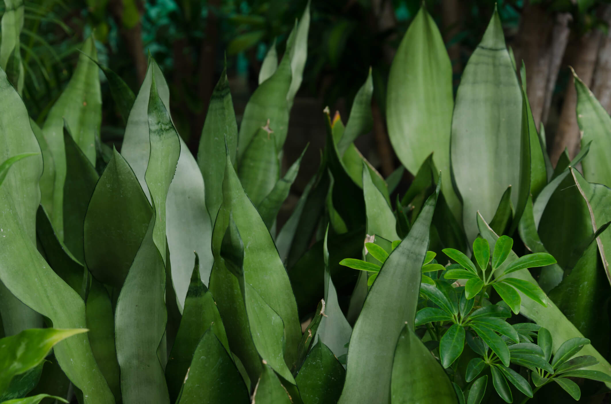Snake plant: How to care for mother-in-law's tongue | Better Homes and ...